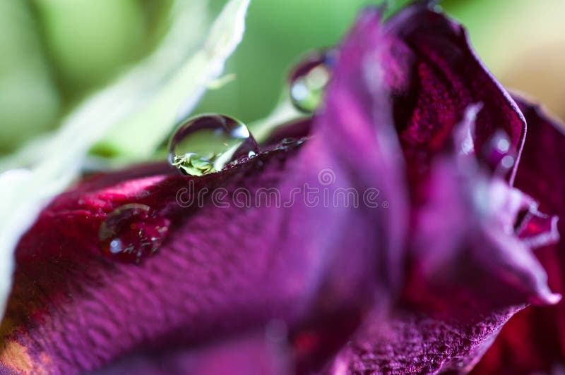 Water Drop in Focus on Dead Dryed Red Rose Stock Photo - Image of ...