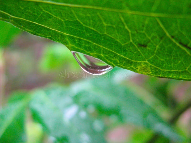 Water drop on fresh leaf stock photo. Image of green - 124486130