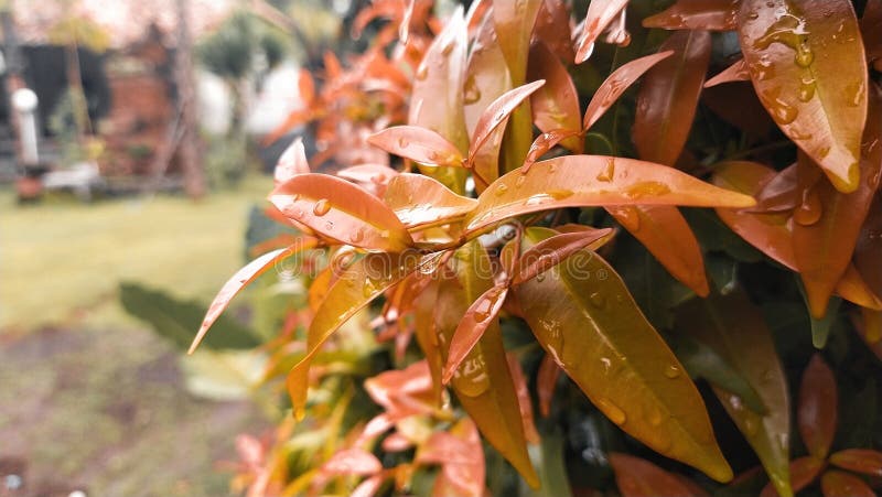 Water Drop on Golden Brown Leaf Stock Photo - Image of water ...