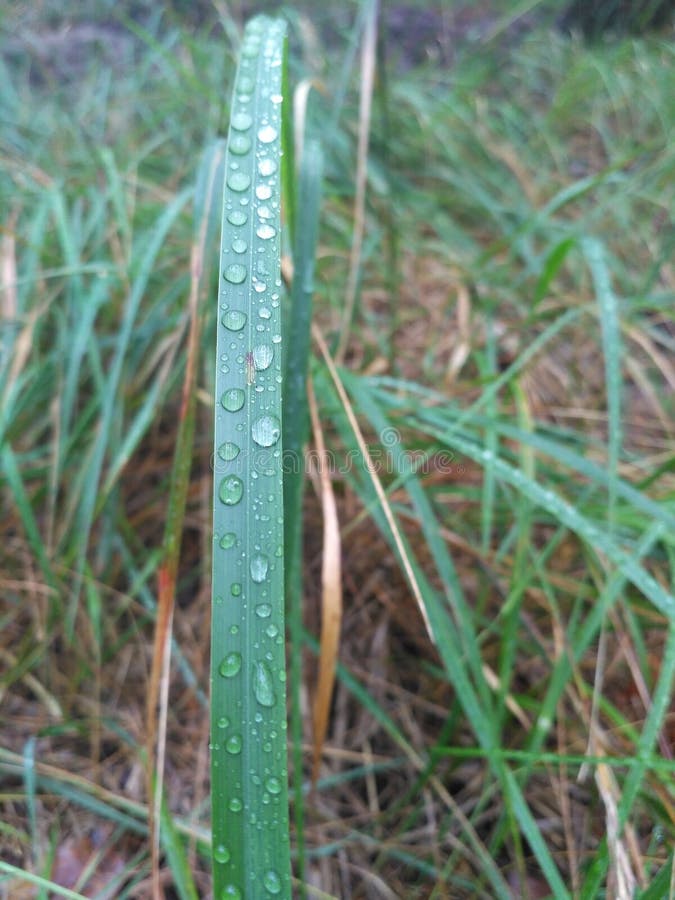 Water Drop on Grass in the Forest Stock Photo - Image of ground, grass ...