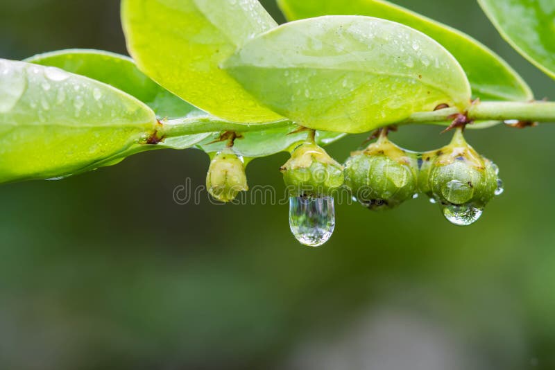 Water drop on green fruit stock image. Image of water - 124307861