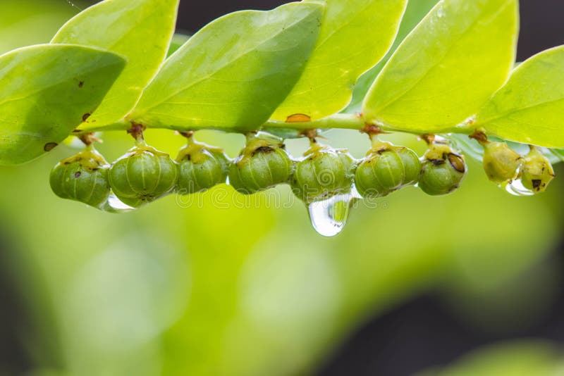 Water drop on green fruit stock photo. Image of macro - 124307862