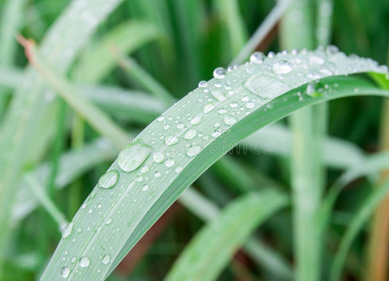 Water drop on green grass stock photo. Image of condensation - 63684608