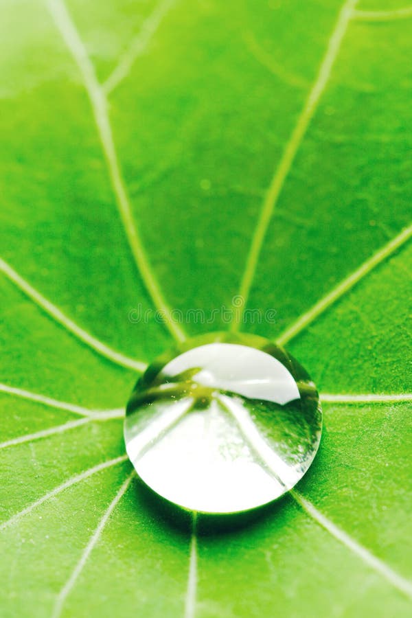 Water drop on green leaf stock image. Image of natural - 271741541