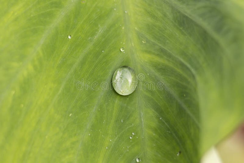 Water Drop on Green Leaflet Leaves Selective Focus. Stock Image - Image ...