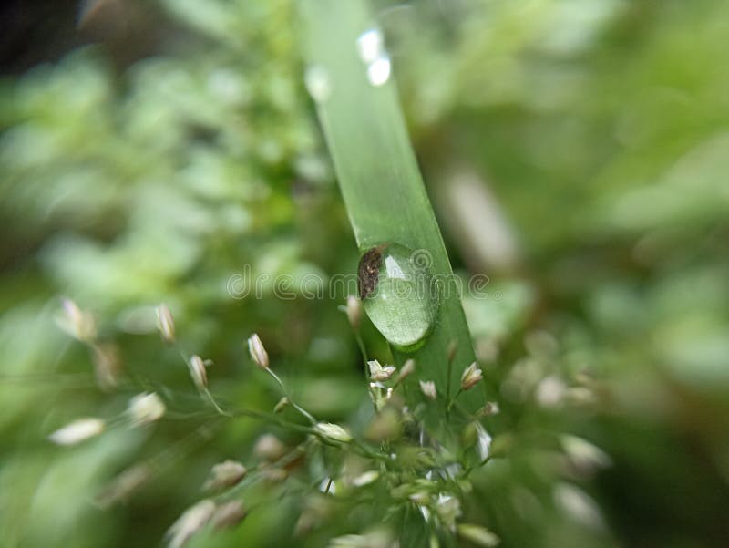 Water Drop on the Green Leaves in the Garden Stock Photo - Image of ...