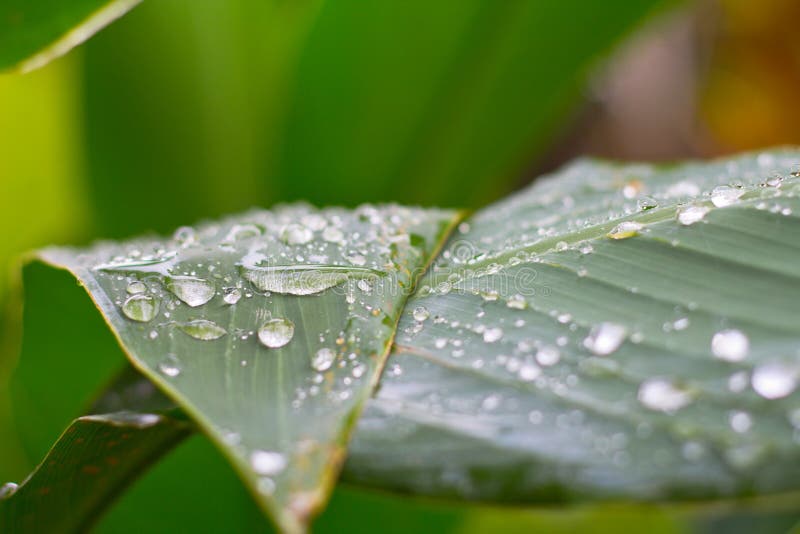 Leef Water Stock Photos - Free & Royalty-Free Stock Photos from Dreamstime