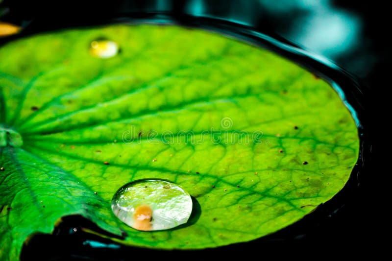 Water Drop on Green Lotus Leaf. Dew in Morning Stock Image - Image of ...