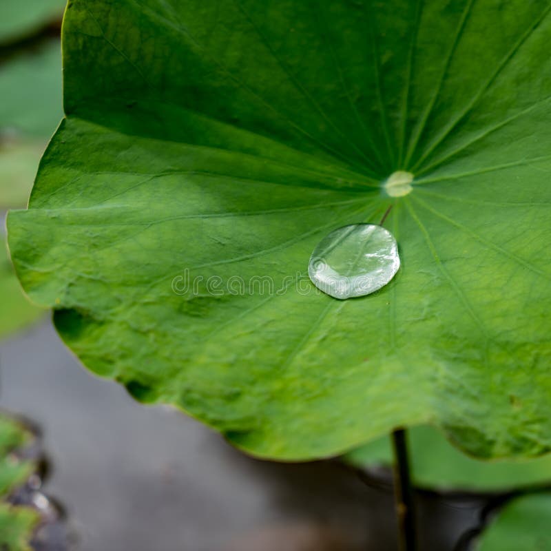 Water drop on lotus leaf stock image. Image of clean - 106201027