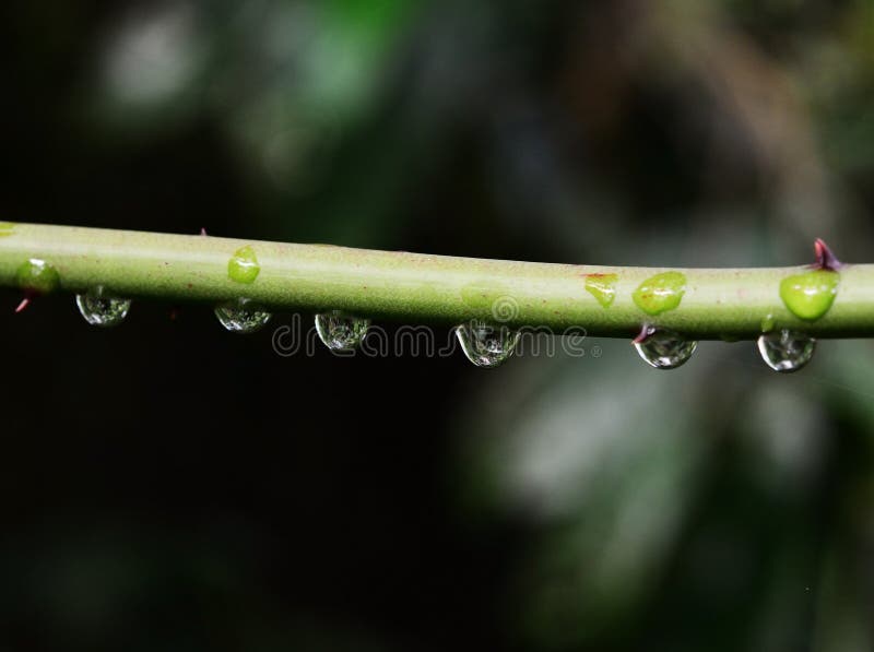 Water drop green plant stock image. Image of drops, growth - 79426959