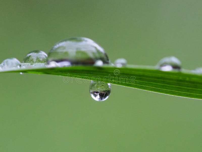 Waterdrops Hanging on Little Spires Stock Photo - Image of nature ...