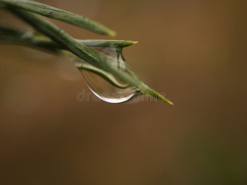 Water Drop in Ice Macro Close Up Spring Stock Photo - Image of plant ...