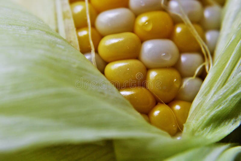 Water drop kernel of corn stock image. Image of water - 97124913