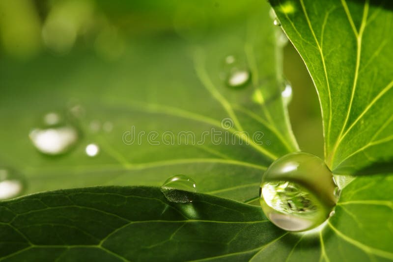 Water drop on leaf stock photo. Image of vein, liquid - 10363304