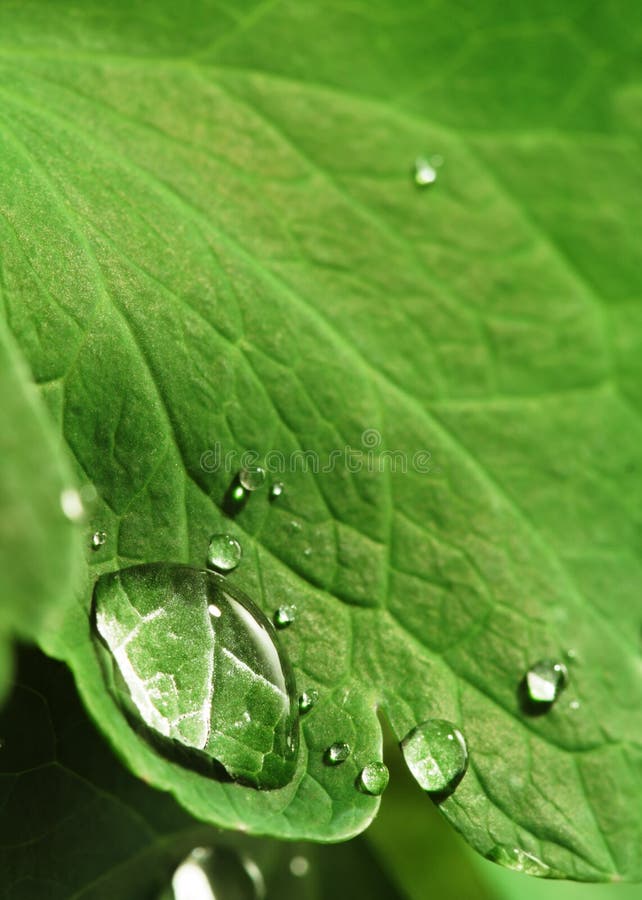Leaf water drop 06 stock image. Image of water, green - 2662637