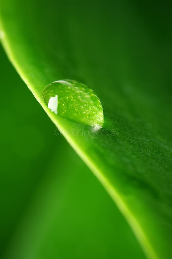 Water drop on leaf stock image. Image of water, green - 25323279