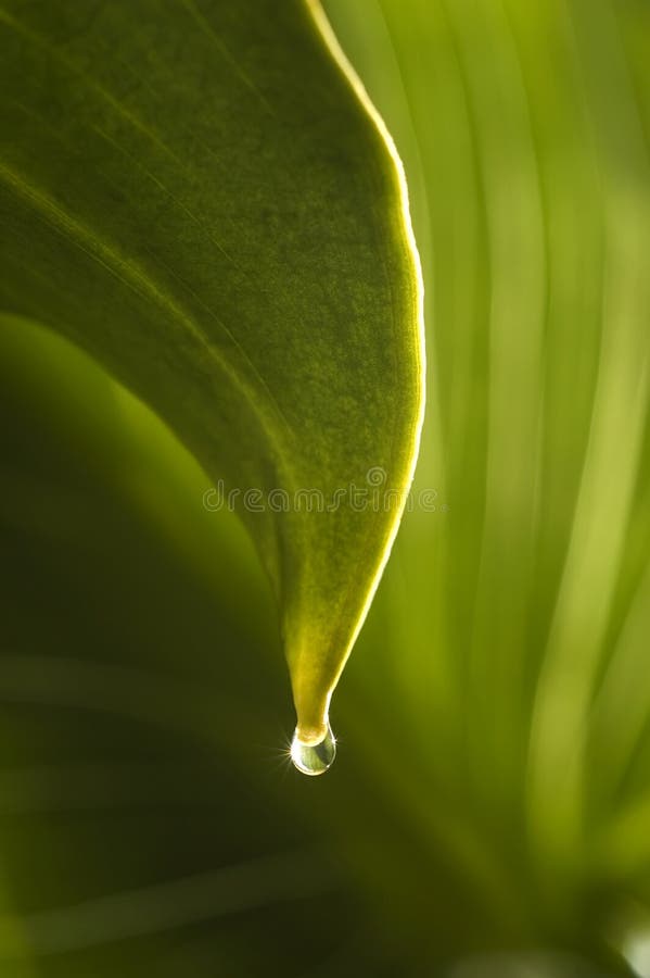 Water drop from a leaf stock image. Image of flora, life - 4382337