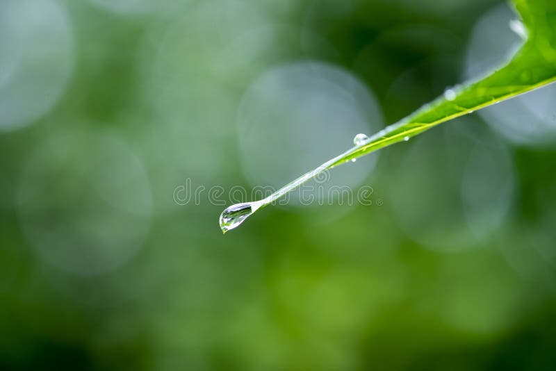 Water Drop on Leaf Background Stock Photo - Image of background ...