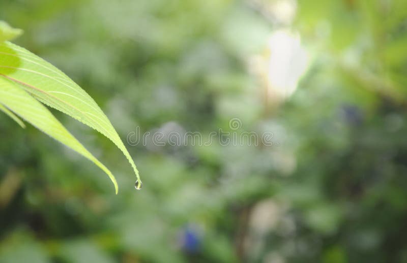 Water Drop from Leaf in Garden on Rainy Day Stock Photo - Image of blow ...