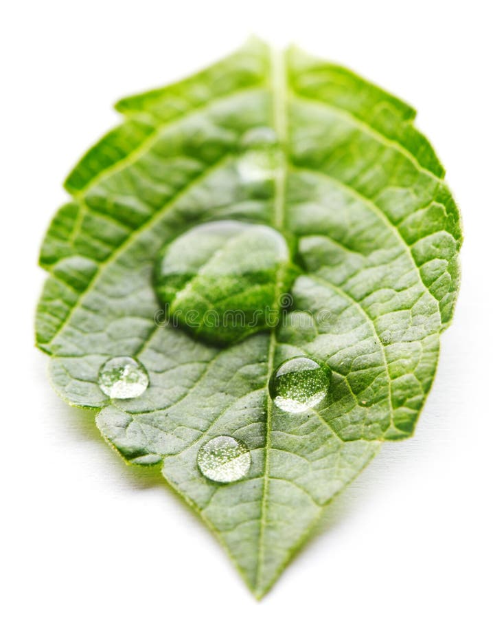 Water dripping of a leaf stock image. Image of natural - 5738911