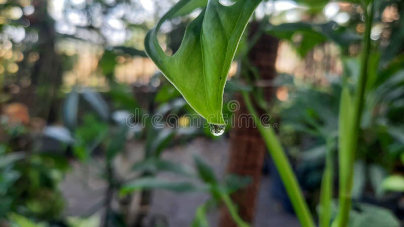 Water Drop from Leaf in the Morning Stock Image - Image of flower ...