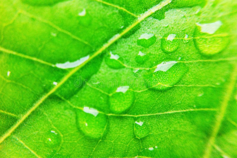 Water drop on leaf stock image. Image of mobilestock - 44230427