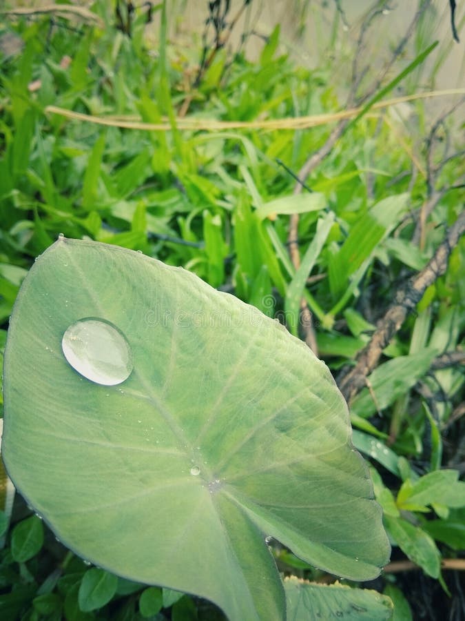 Water drop leaf stock photo. Image of raining, love - 122708238