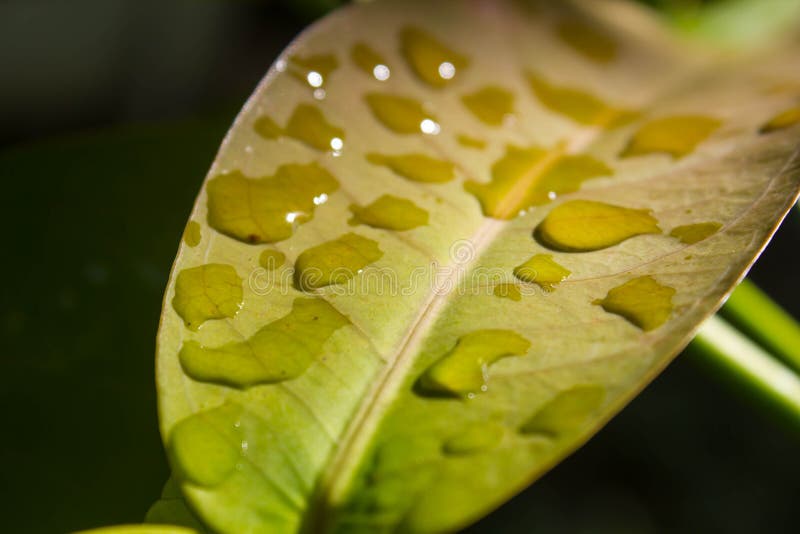 Water Drop on Leaf in Nature Stock Photo - Image of fresh, nature: 47673770