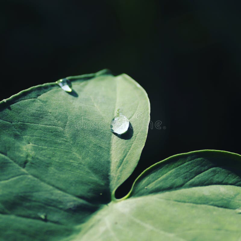 Water drop on leaf stock photo. Image of nature, water - 156531958