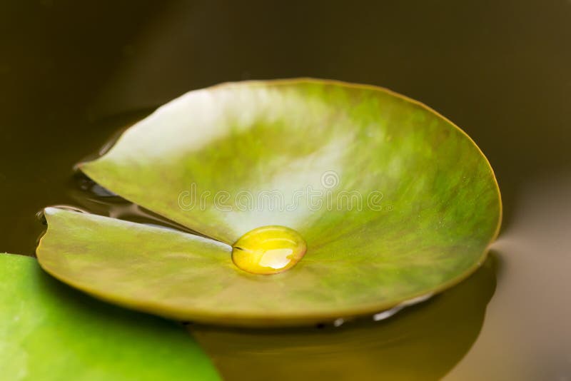 Water Drop on a Leaf in a Pond Stock Photo - Image of natural, botany ...