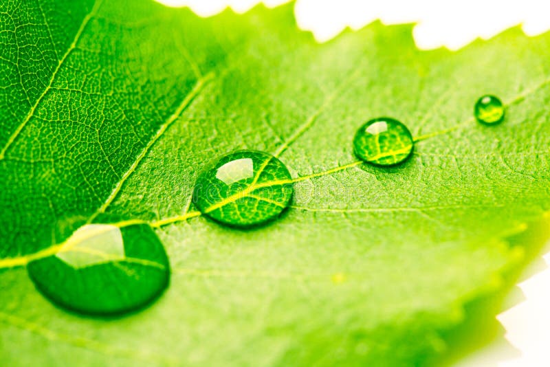 Water drop on leaf stock photo. Image of clear, green - 55207714
