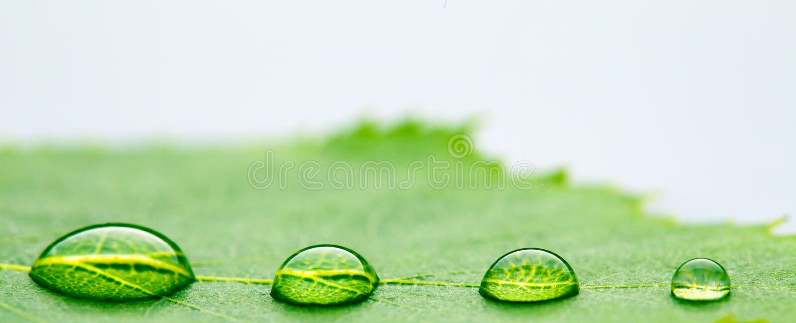 Shine water drop stock photo. Image of grass, freshness - 11304718