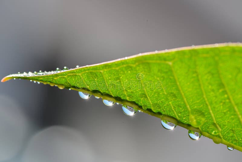 Water drop from leaf stock image. Image of simple, nature - 41166419