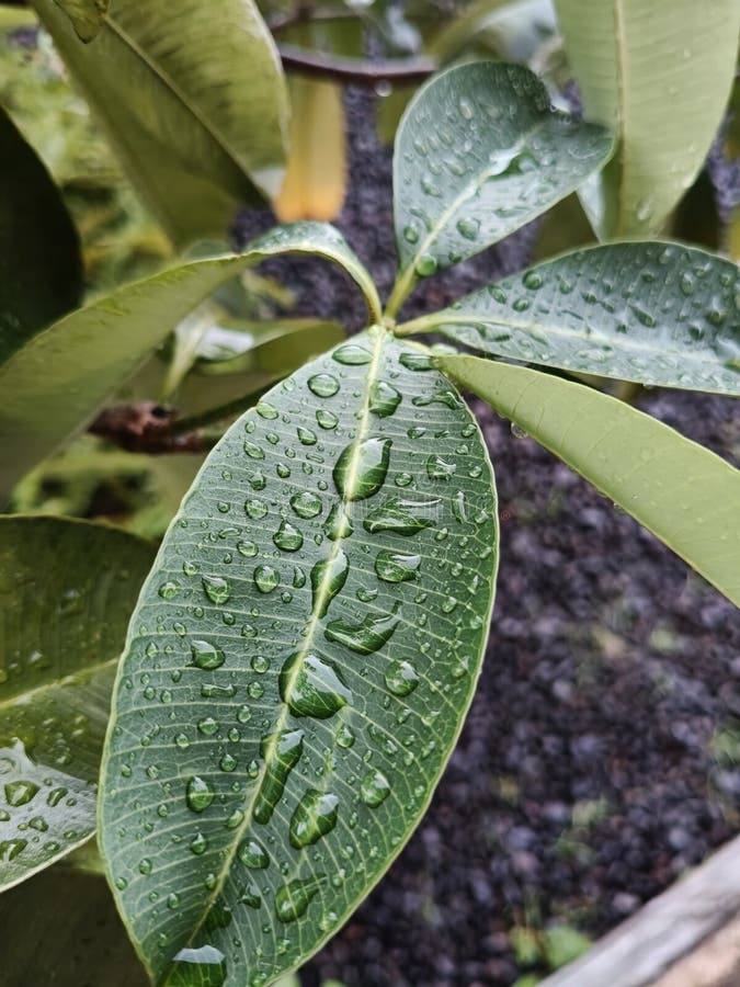 Water drop on leave stock image. Image of rain, leave - 350720377