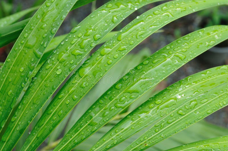The reed leaf stock image. Image of closeup, fresh, leaf - 132978761