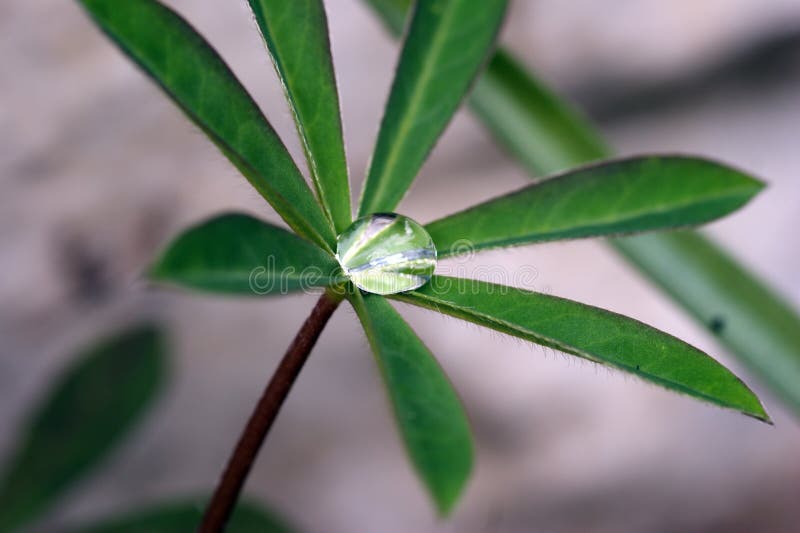 Water drop in leaves stock photo. Image of plant, stalk - 26346628