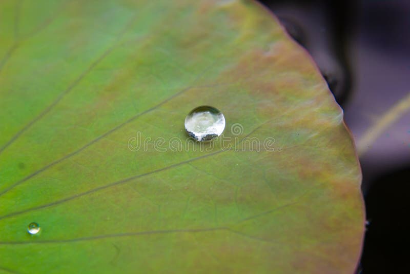 Water Drop on the Lotus Leaf Stock Photo - Image of water, close: 171088370