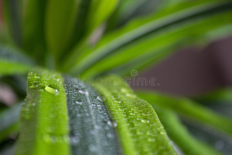 Water Drop Macro on Green Leaf of Plant. Close Up Background Stock ...