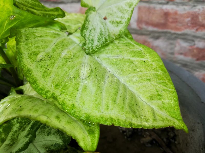 Water Drop on Massive Green Leaf Stock Image - Image of vegetable, herb ... Water Drop on Massive Green Leaf Stock Image - Image of vegetable, herb ...