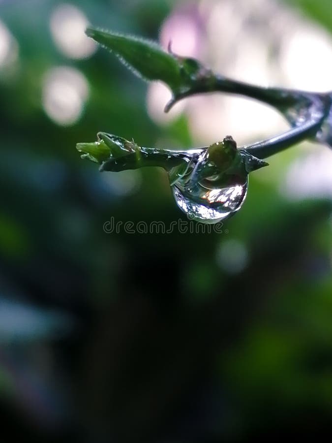 Drop Of Dew In Morning On Leaf With Sun Light. Close-up Of A Leaf And ...