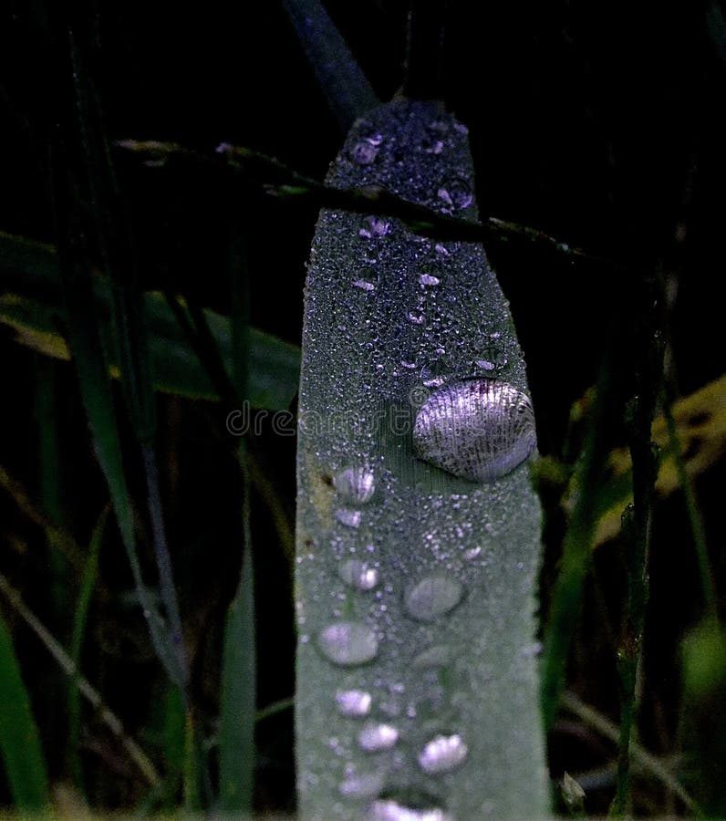 Water Drop Natural on the Leaf Stock Image - Image of raindrops ...