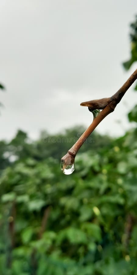 Water drop off the tree stock photo. Image of drop, water - 195215518