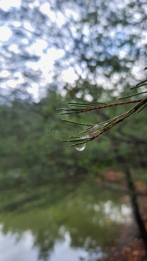 Water Drop from Pine Tree after the Rain Stock Photo - Image of branch ...