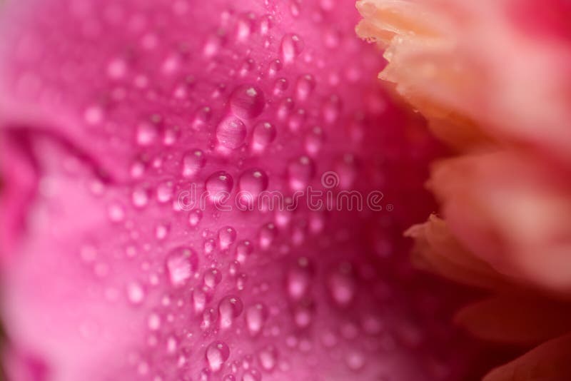 Water Drop on Pink Petals Rose`s Stock Photo - Image of drip, droplets ...