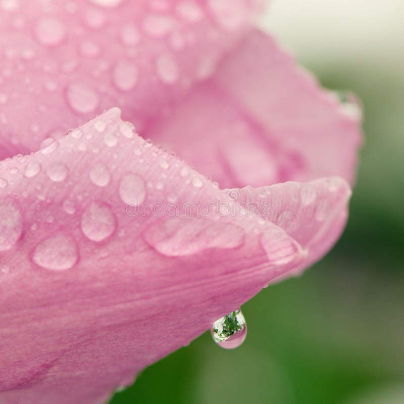 Water Drop on a Pink Tulip Petal Stock Image - Image of diagonal, bloom ...