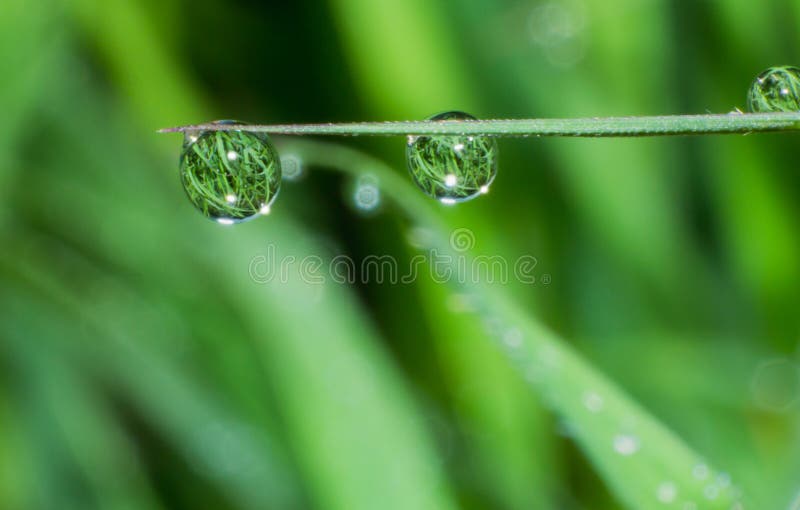 Macro Water Drop Pattern on Grass Leaf Stock Photo - Image of freshness ...