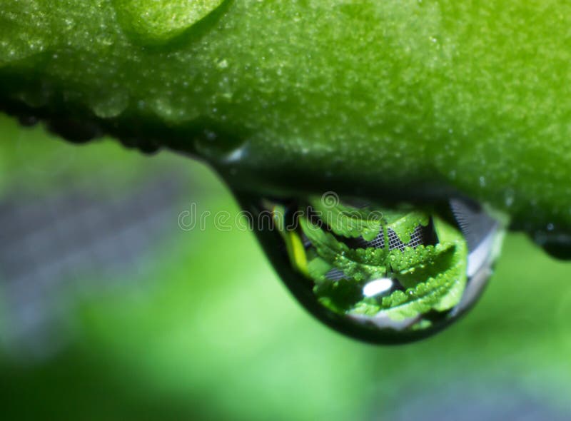 Macro water drop on tree stock photo. Image of leaf - 135768424