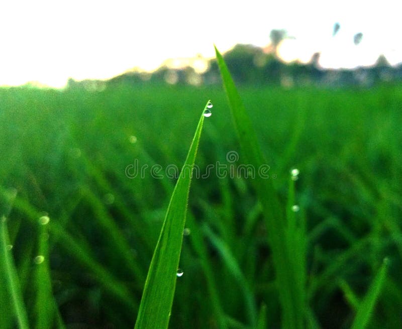 Water Drop on Plants Grass Merbel Stock Photo - Image of water, plants ...