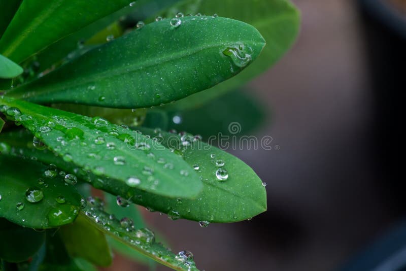 Water Drop from Rain on Green Leaf Stock Photo - Image of texture ...