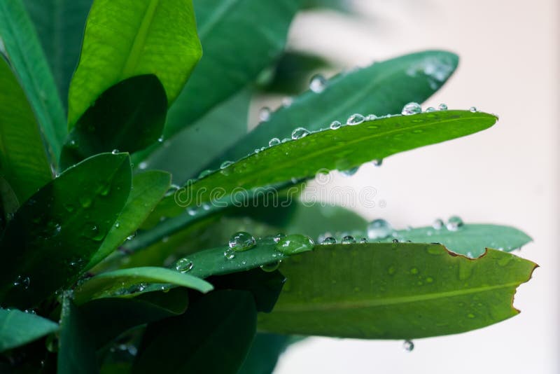 Water Drop from Rain on Green Leaf Stock Photo - Image of forest ...